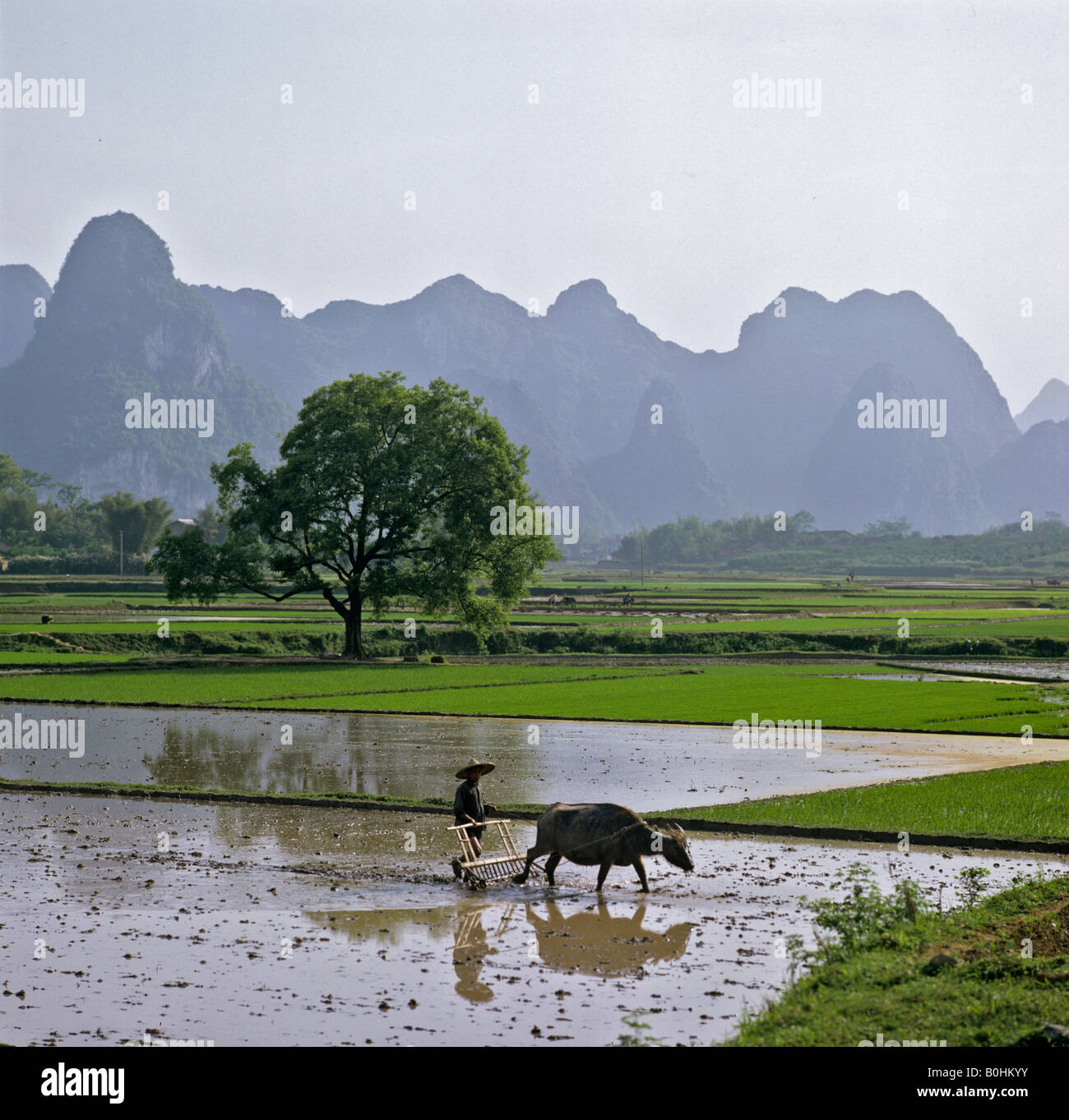 Harrowing in rice field with water buffalo with karst scenery behind ...