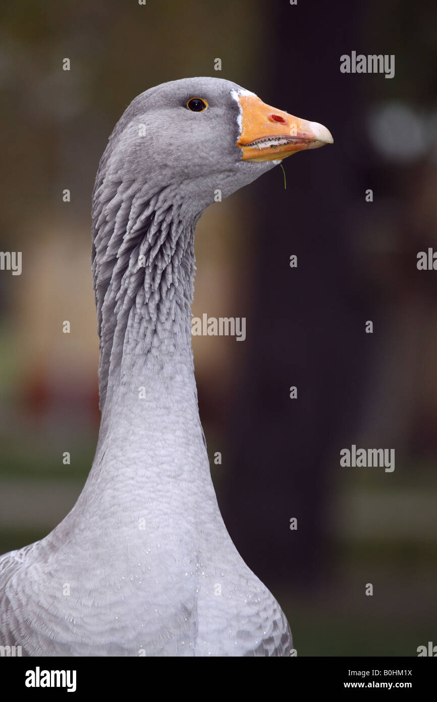 portrait of a goose Stock Photo - Alamy