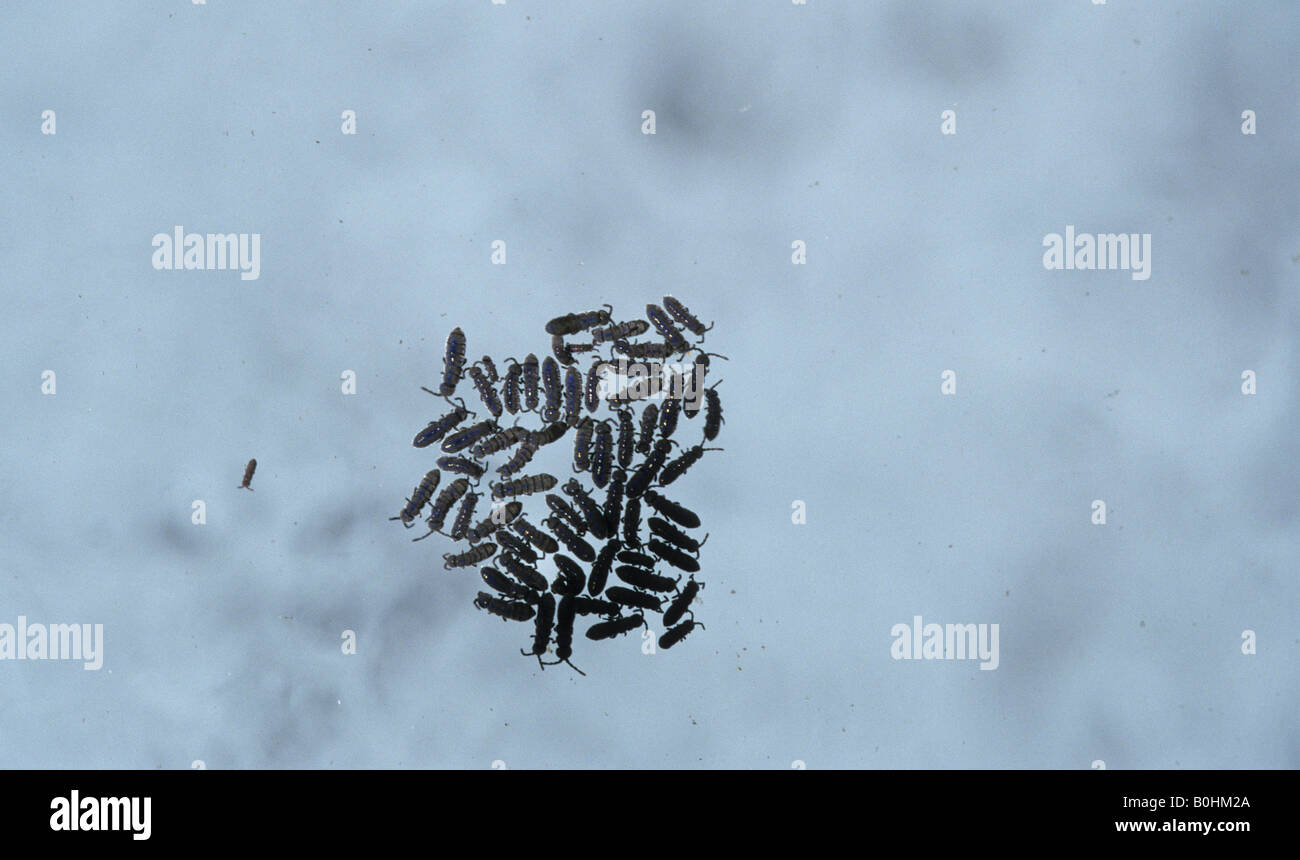 Small group of Glacier Fleas, Springtails (Isotoma saltans) swimming in ...