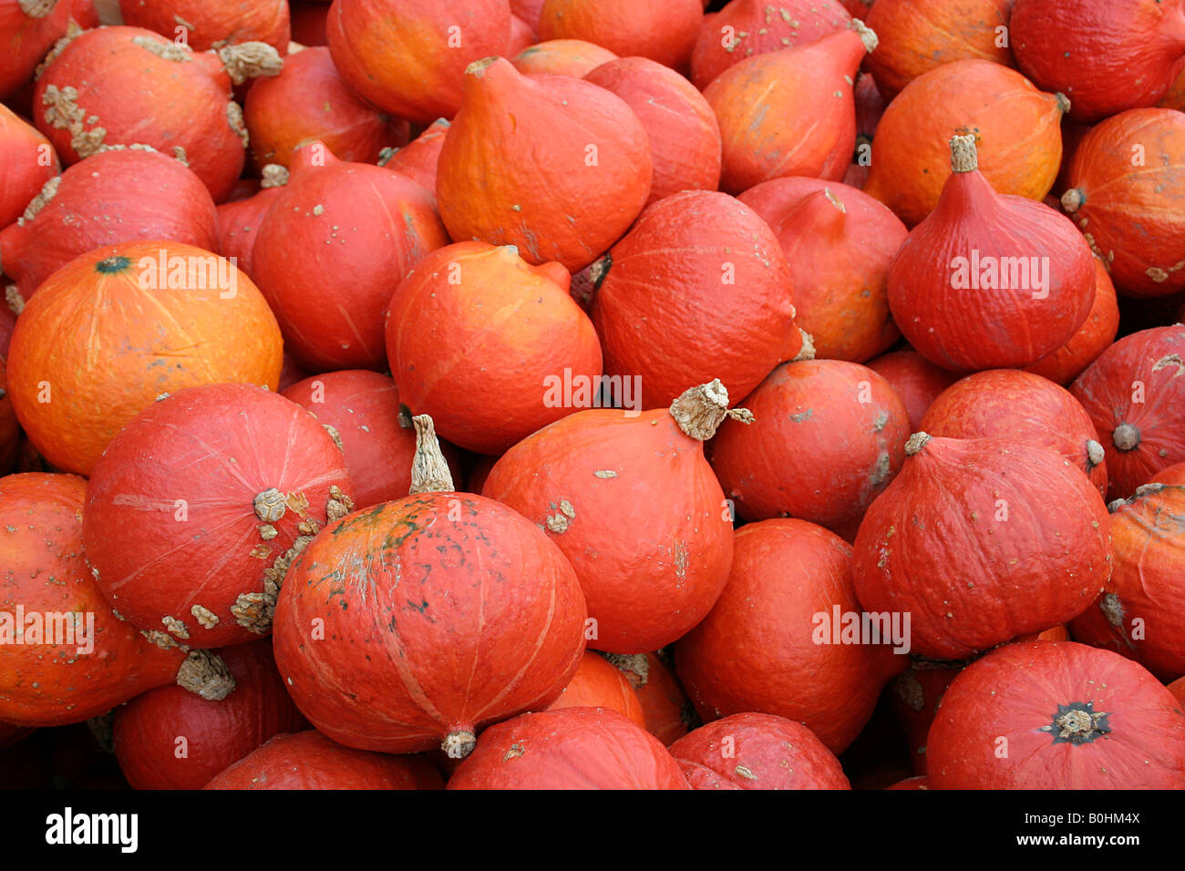 Hokkaido Squash (Cucurbita maxima Stock Photo - Alamy