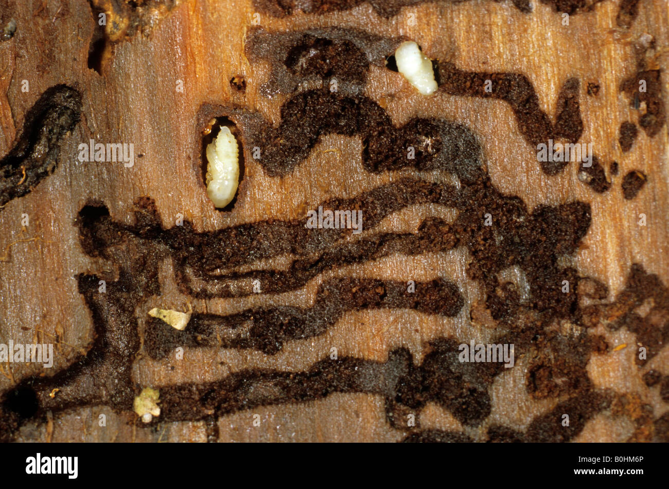 European Spruce Bark Beetle larvae (Ips typographus) at the end of ...