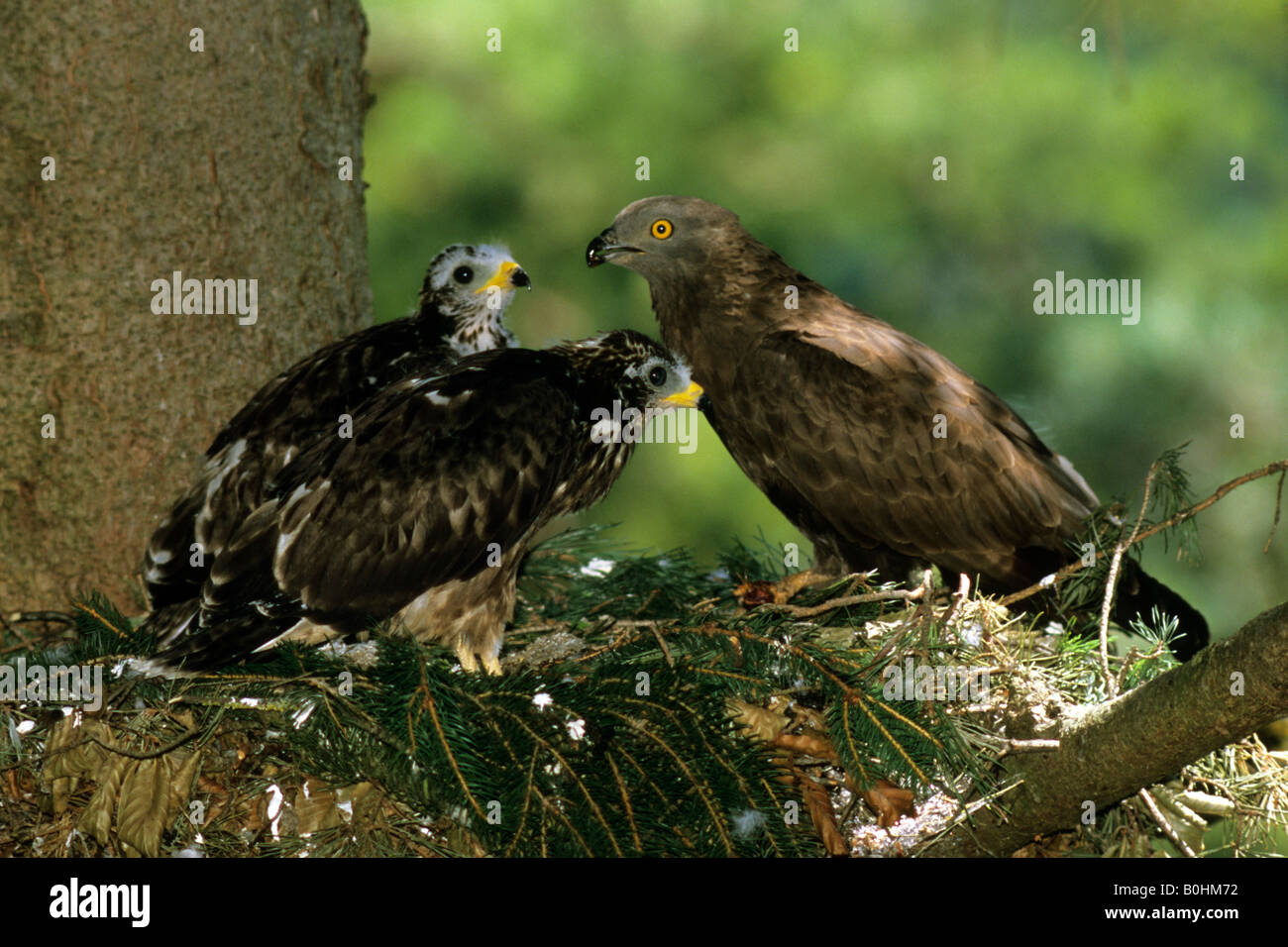 Male Honey Buzzard (Pernis apivorus) in its nest with two chicks Stock ...