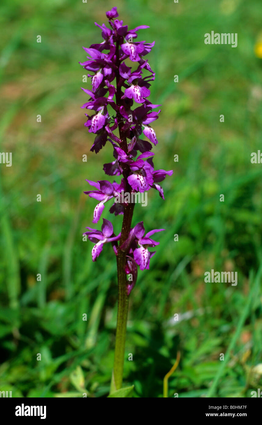 Orchis mascula blumen hi-res stock photography and images - Alamy
