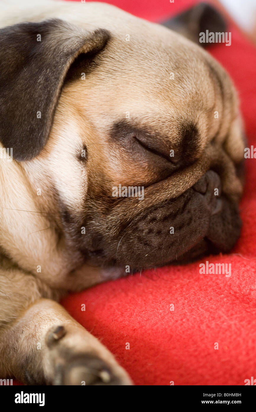 Sleeping pug hi-res stock photography and images - Alamy
