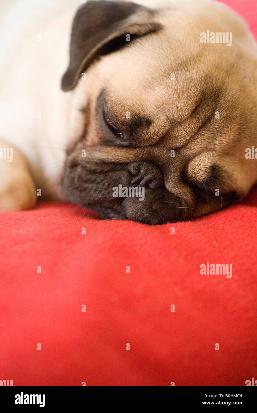 Young Pug puppy, or puglet, sleeping on a red blanket Stock Photo - Alamy