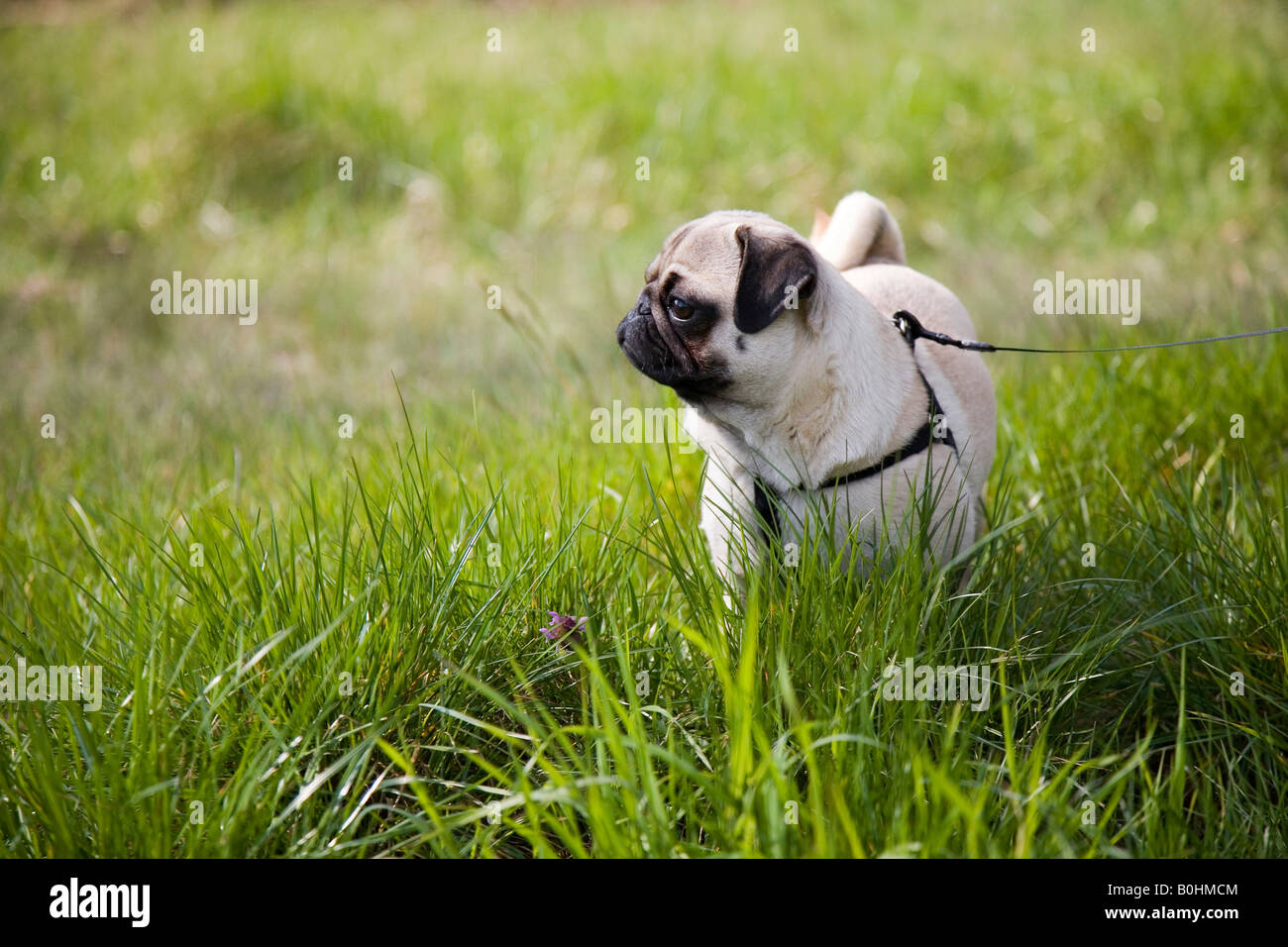 Cream coloured pug hi-res stock photography and images - Alamy