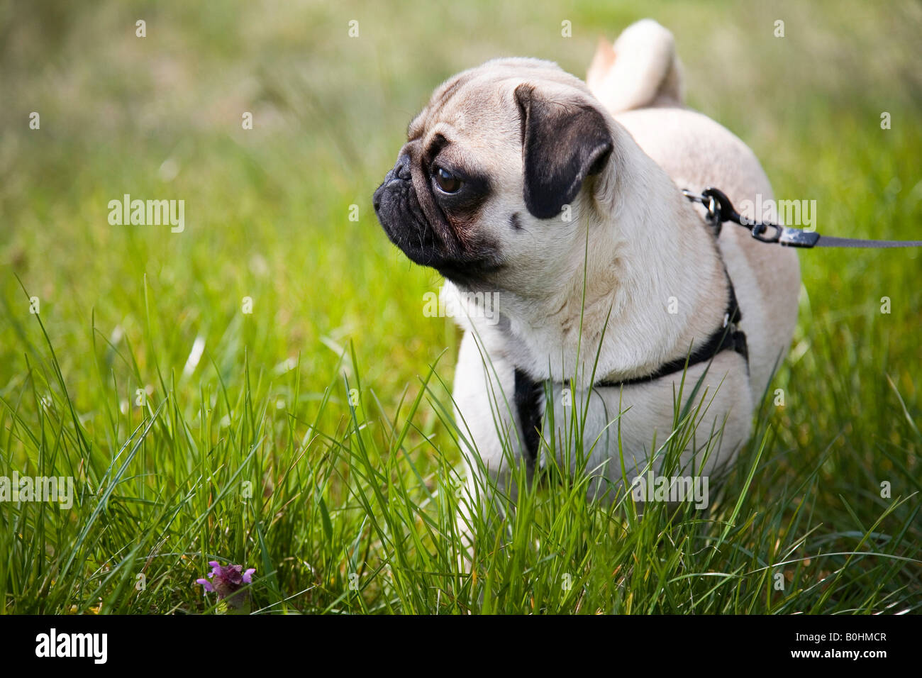 Kremfarbiges hi-res stock photography and images - Alamy