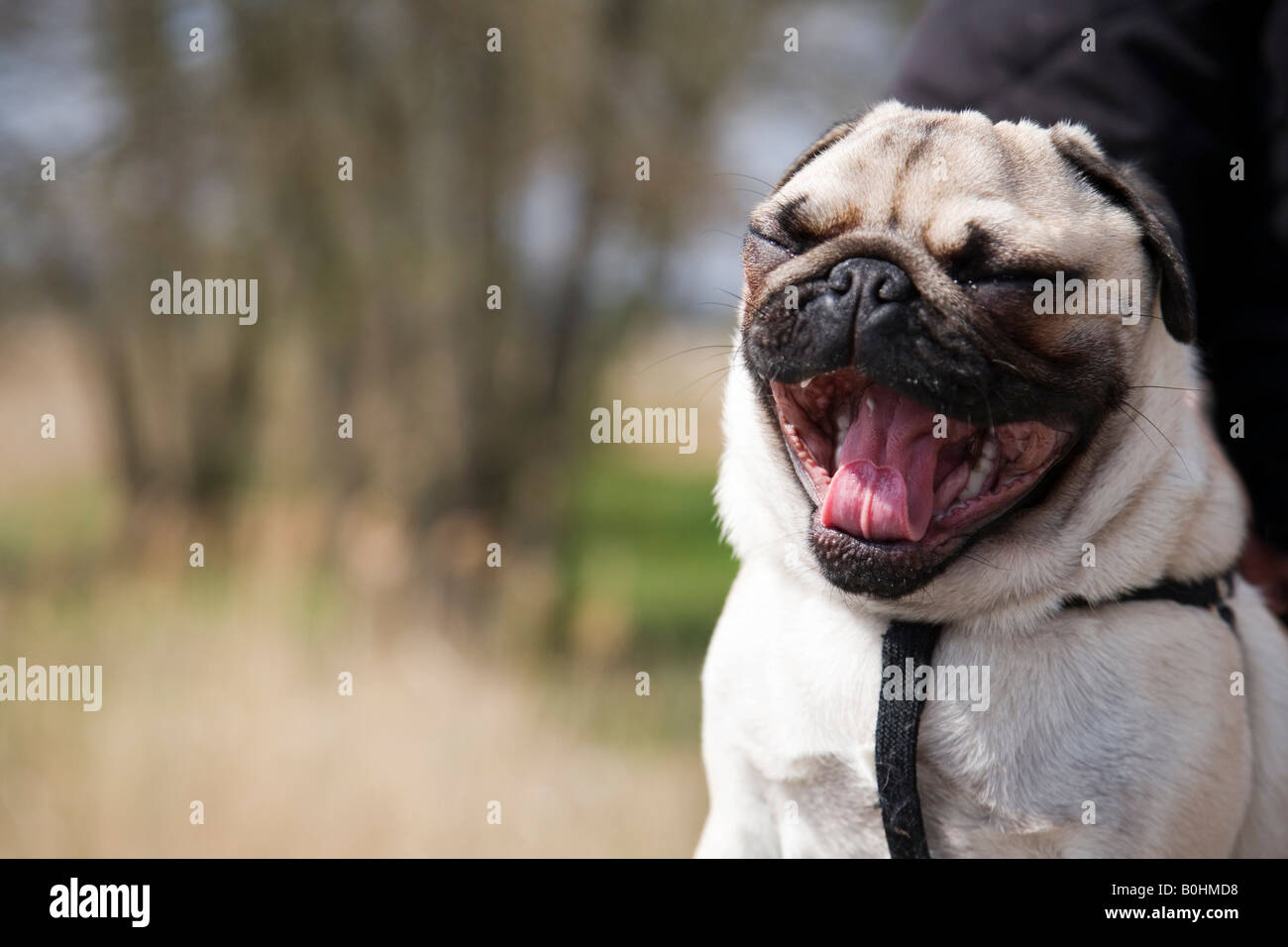 Young pug, yawning Stock Photo - Alamy