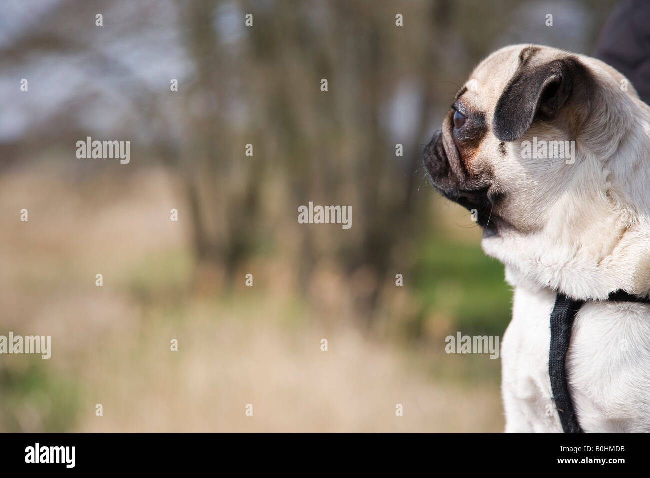 Young pug, looking around Stock Photo - Alamy