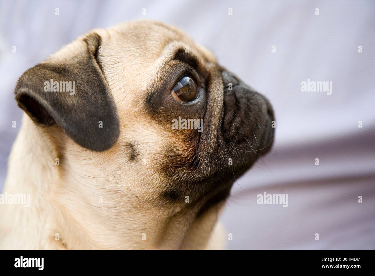 Pugs side profile hi-res stock photography and images - Alamy