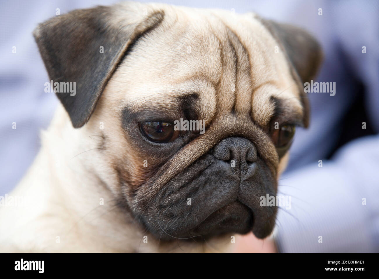 Portrait of a young pug Stock Photo - Alamy