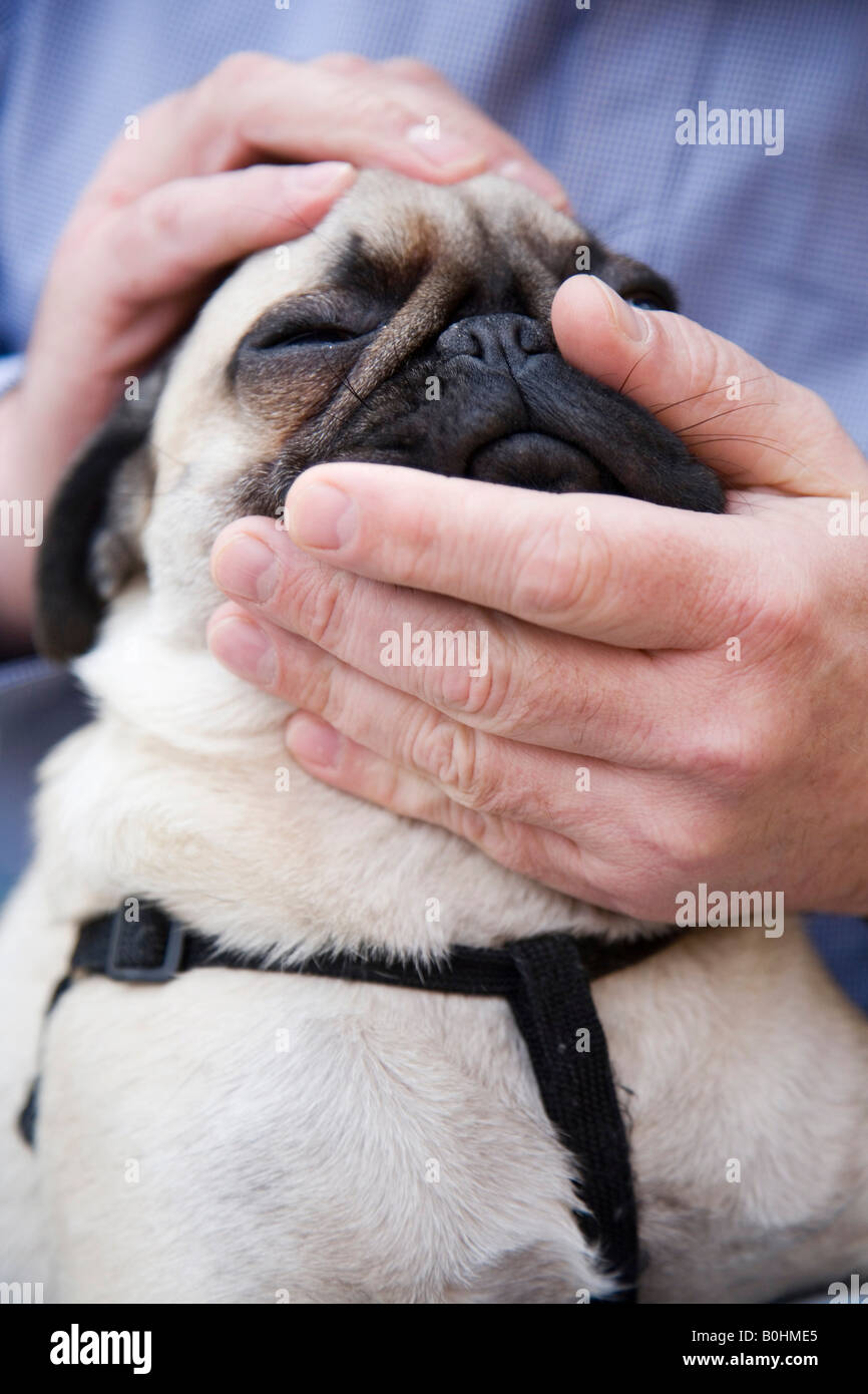 Pug face clean hi-res stock photography and images - Alamy
