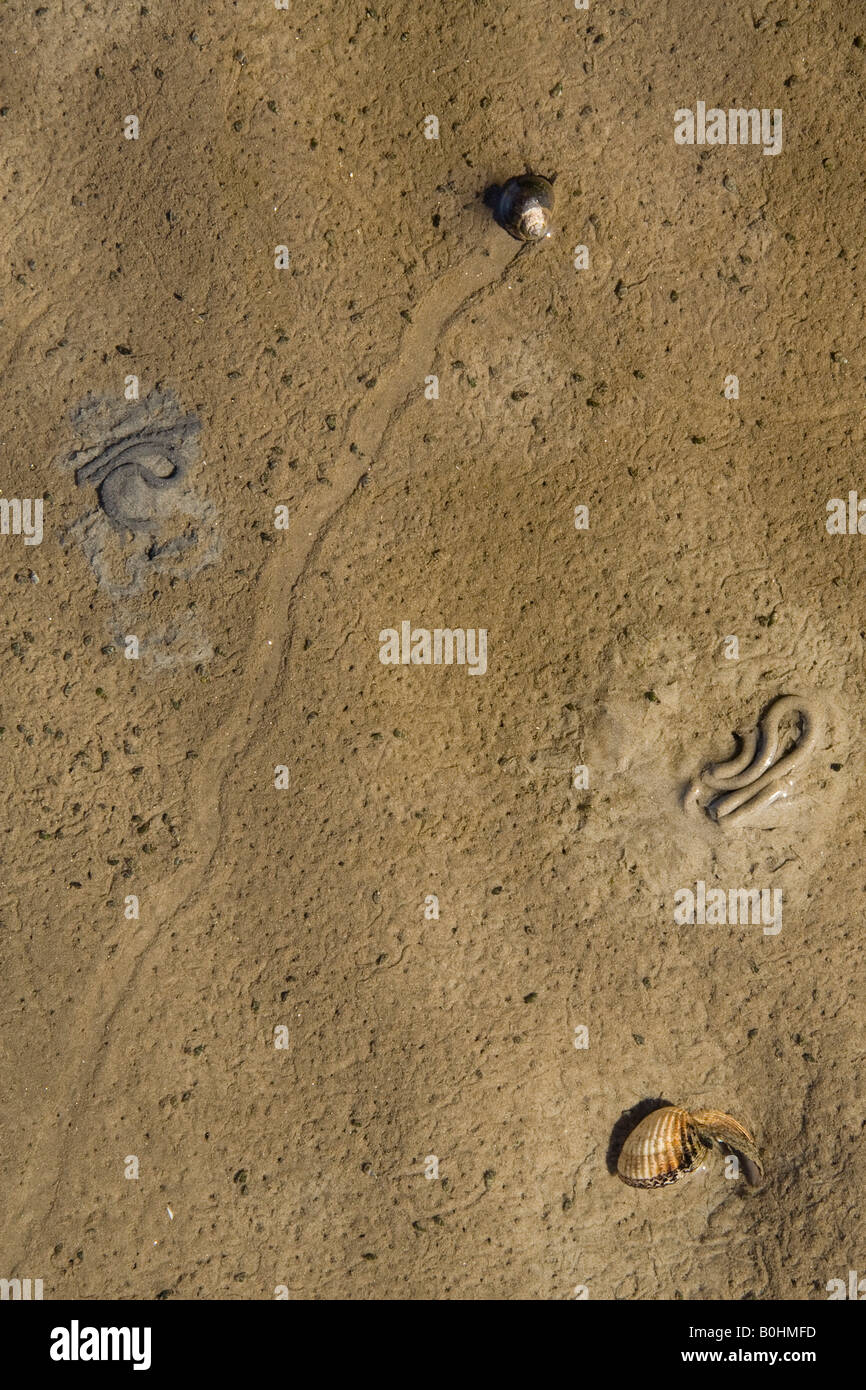 Sandworms or Lugworms (Arenicola marina), seashell, mudflat, Wattenmeer ...