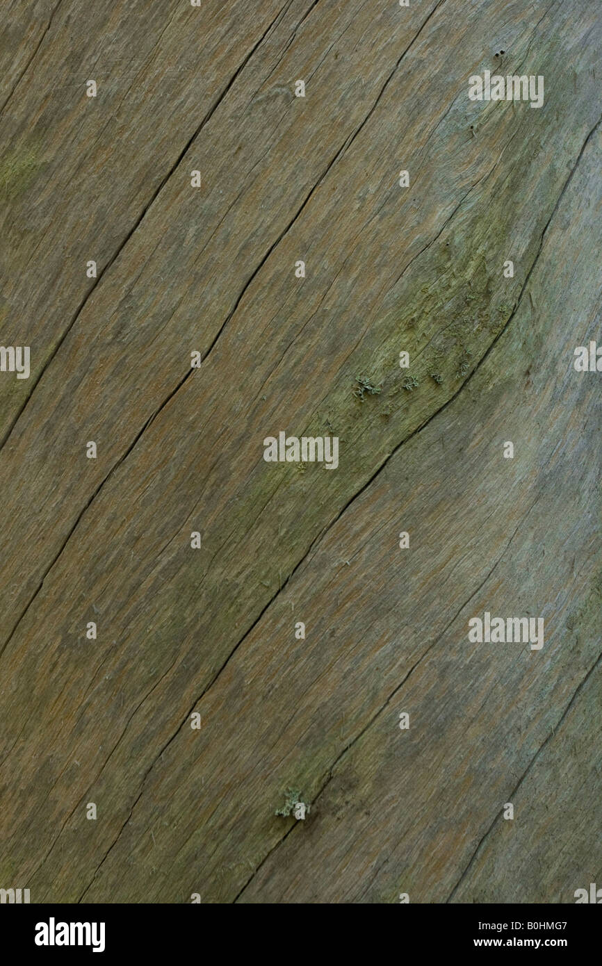 Kelo wood hi-res stock photography and images - Alamy