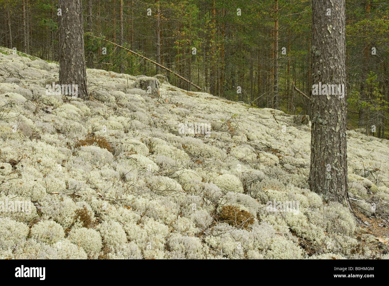 Reindeer Lichens or Caribou Moss (Cladonia rangiferina), pine forest ...