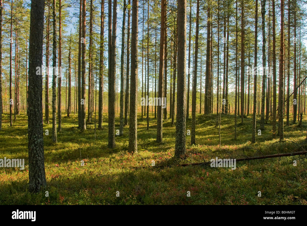 Finnische naturschutzgebiete hi-res stock photography and images - Alamy