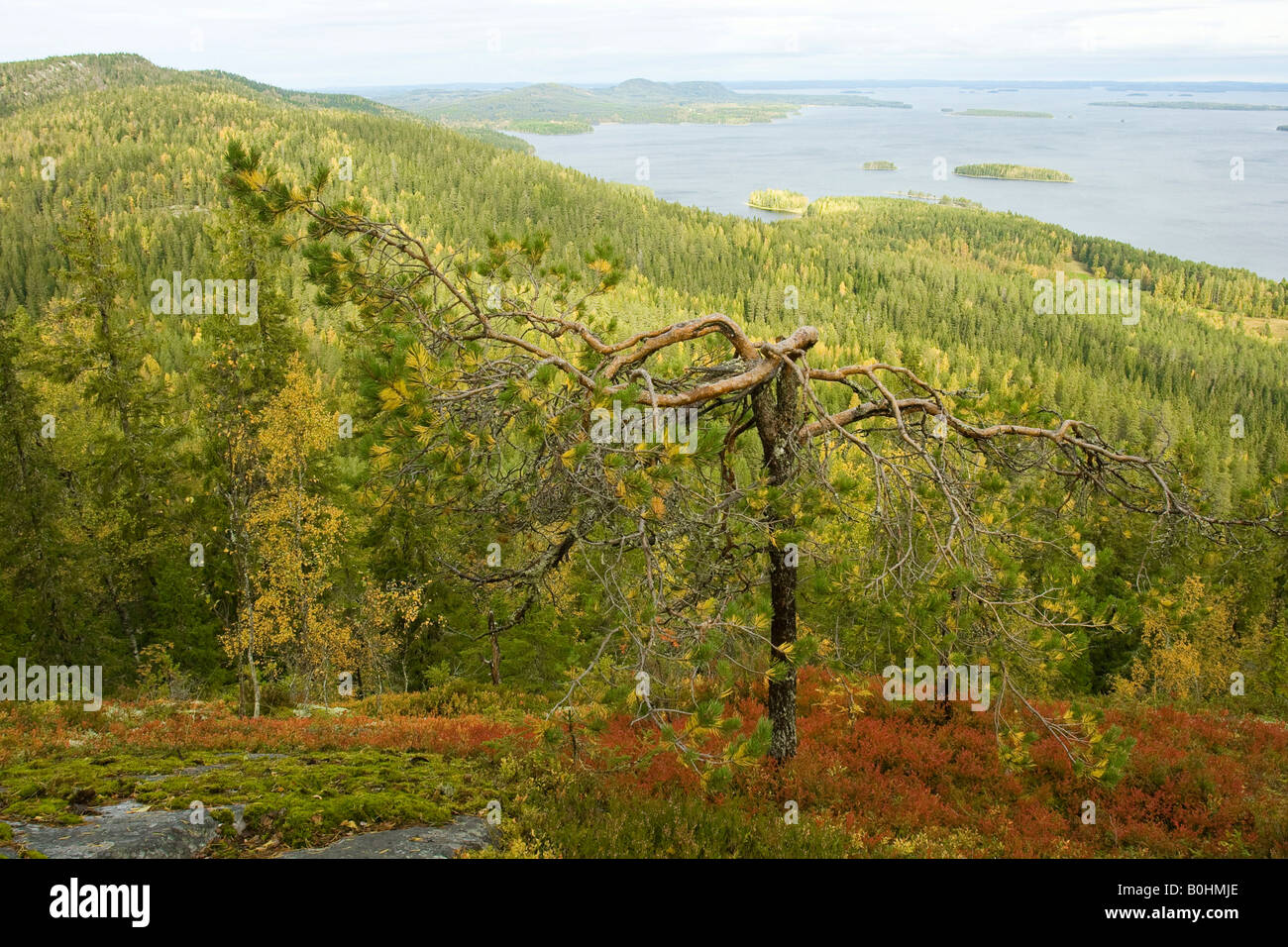 Pinophyta baum hi-res stock photography and images - Alamy