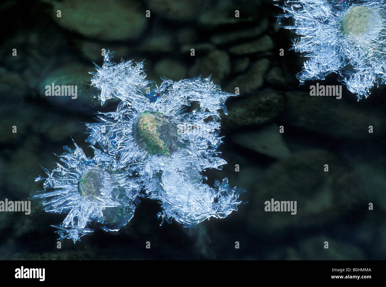 Unusual ice crystal formations formed on pebbles in the Verzasca River ...