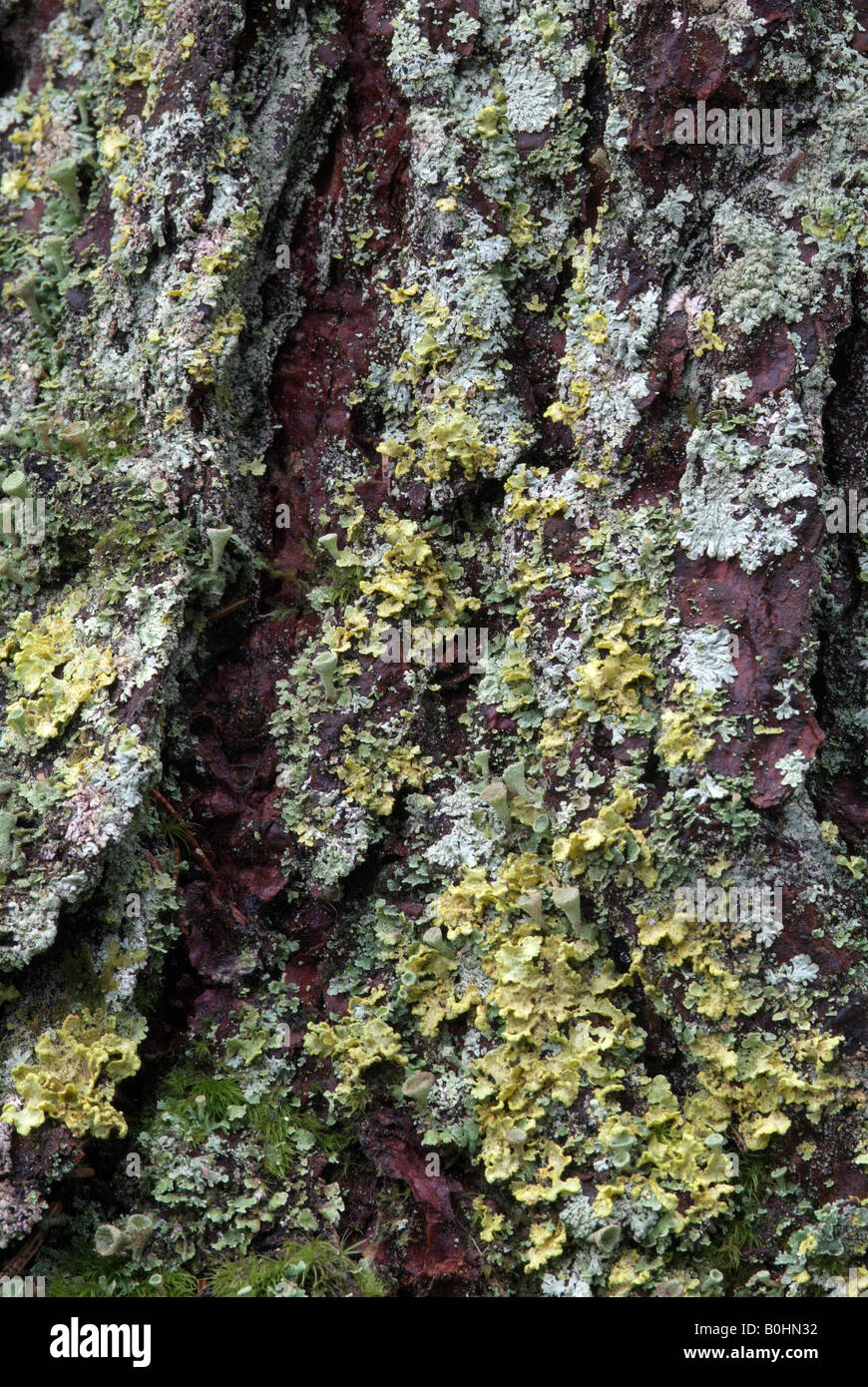 Norway Spruce tree bark (Picea abies) covered in moss and lichens ...