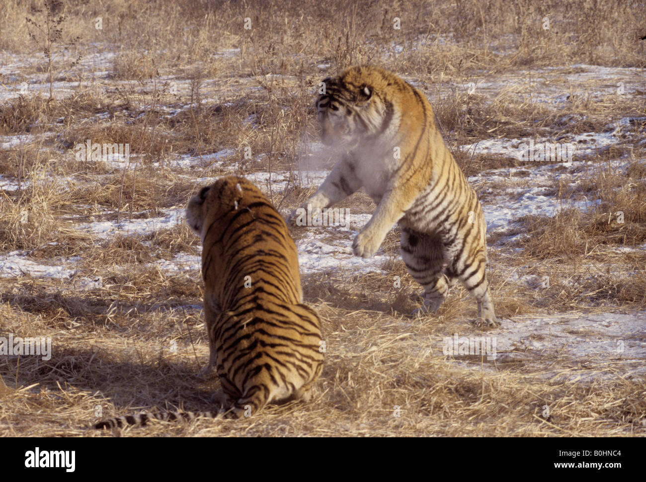 Amur of Siberian tigers Panthera tigris altaica sparring in winter ...