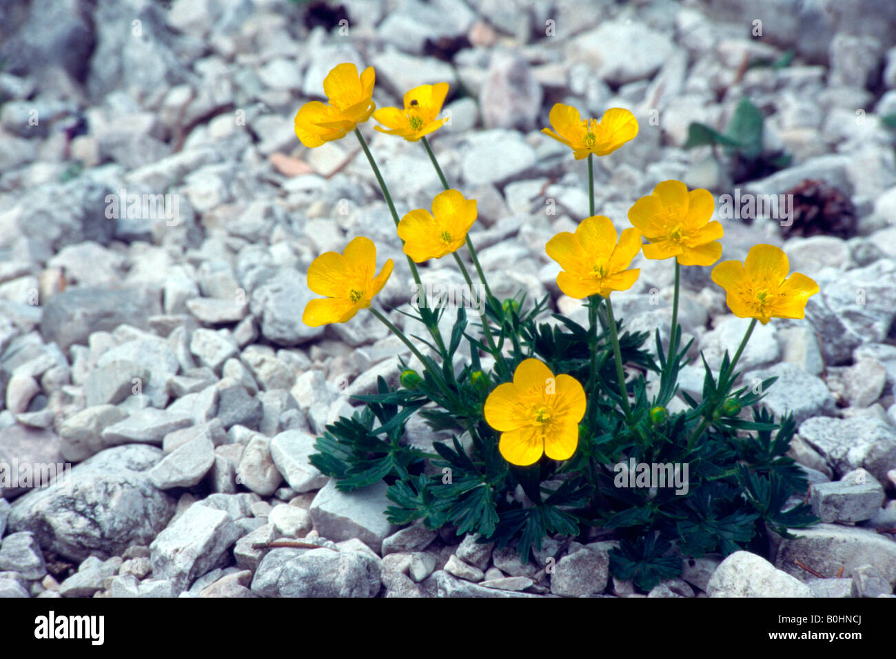 Mountain Buttercup (Ranunculus montanus), Lake Lago di Braies, Bolzano ...