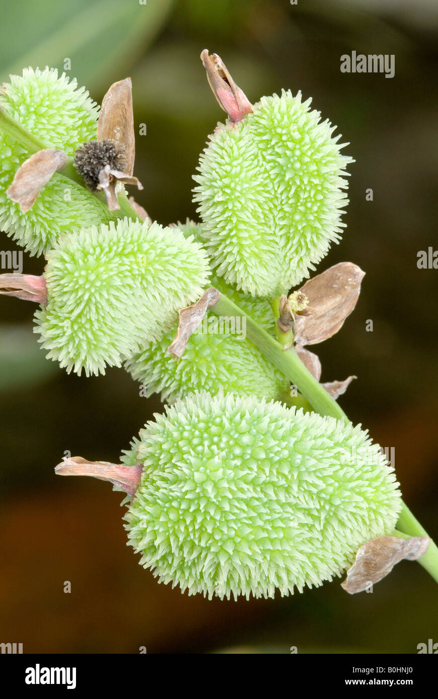 Europe native plants hi-res stock photography and images - Alamy