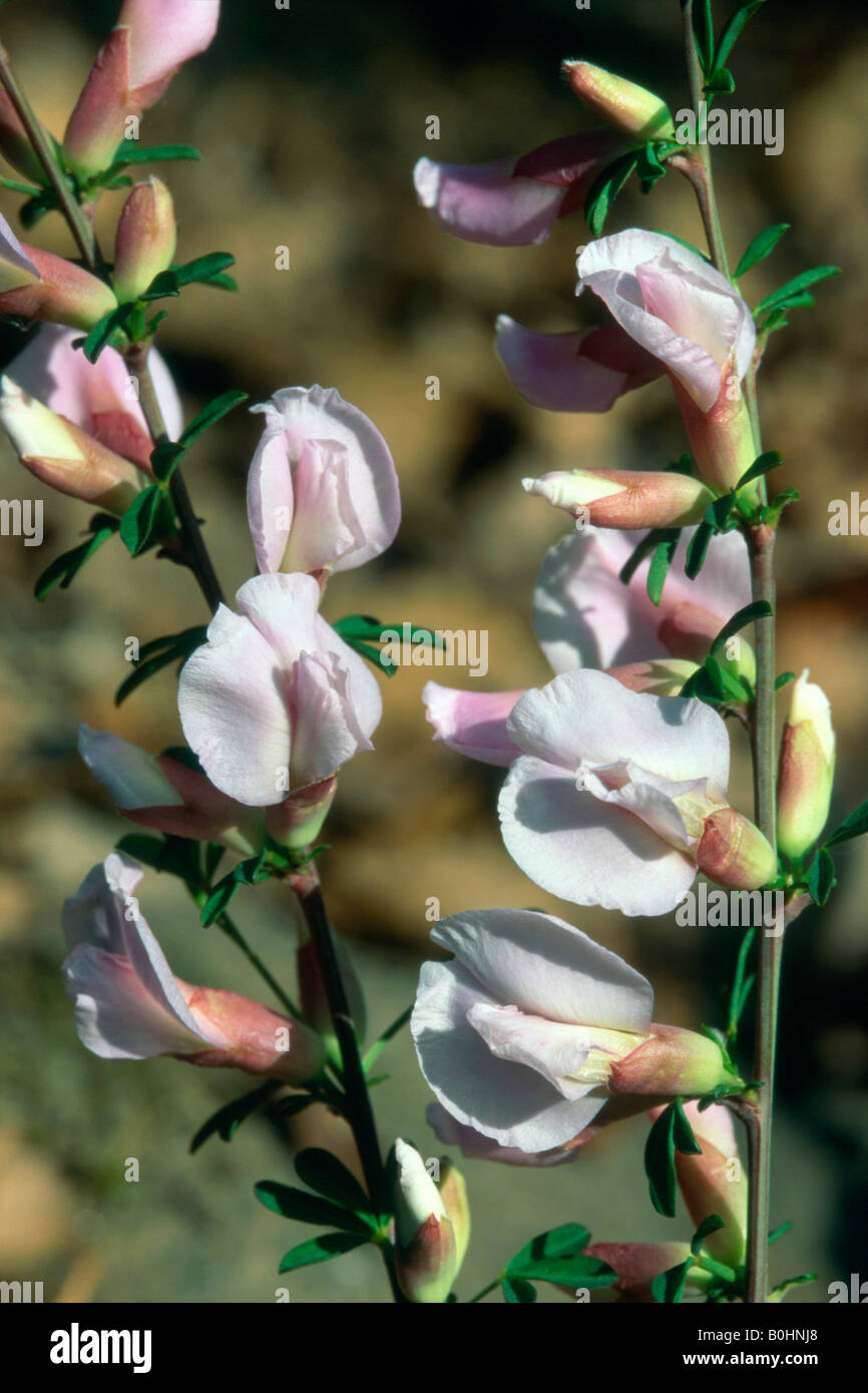 Spiny Restharrow (Ononis spinosa), Castellfeder, Auer, Bolzano-Bozen ...