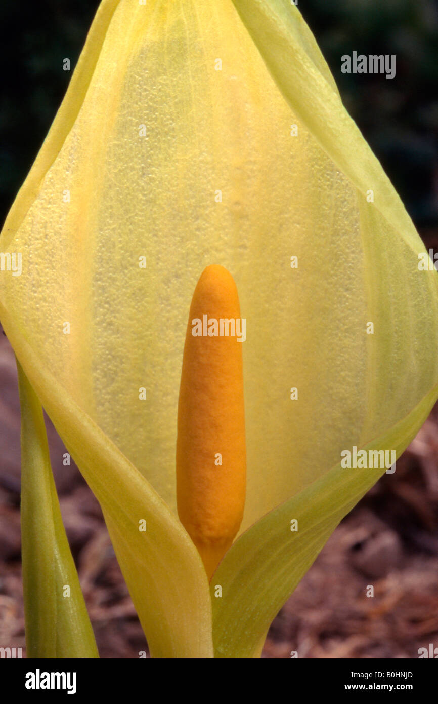 Wild Arum (Arum maculatum Stock Photo - Alamy