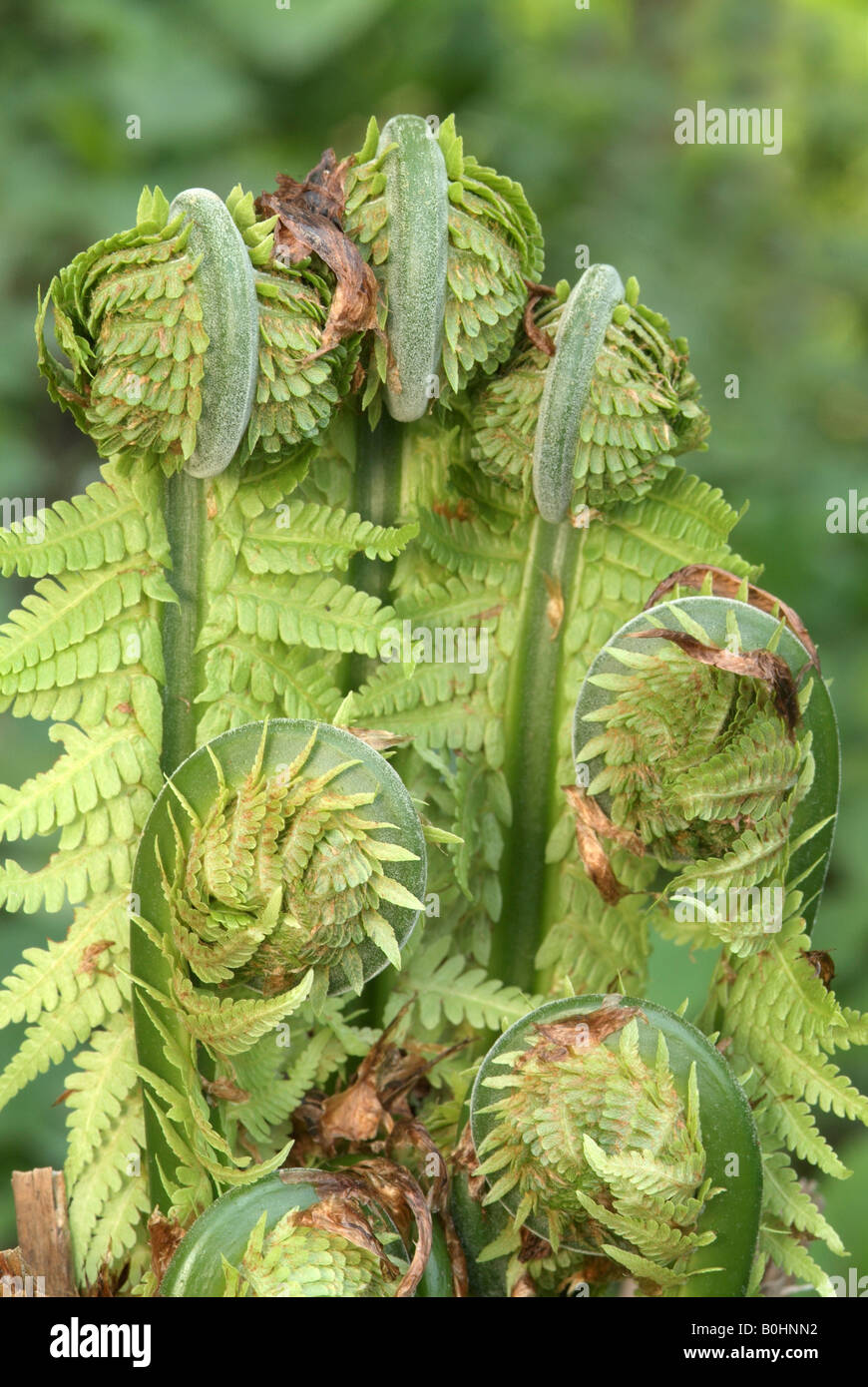 Wood ferns male ferns and buckler ferns hi-res stock photography and ...