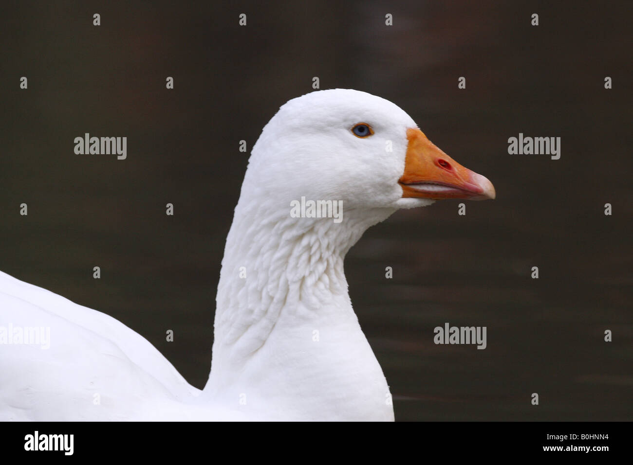goose swimming in the lake Stock Photo - Alamy
