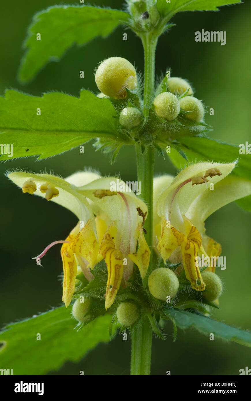 Dead nettle hi-res stock photography and images - Alamy