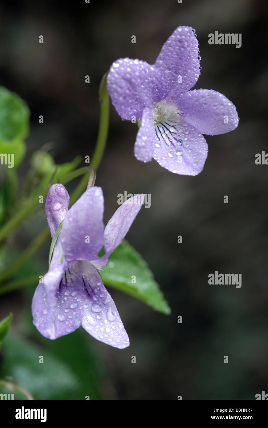 Common Wood Violet or Dog Violet (Viola riviniana), Vomper-Loch ...