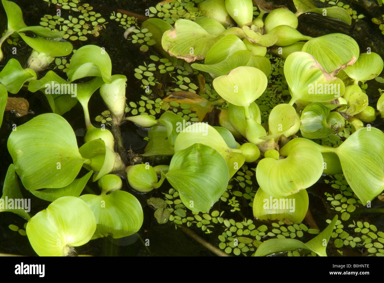 Blue, - Sacred - or Indian Lotus (Nelumbo nuciferia Stock Photo - Alamy