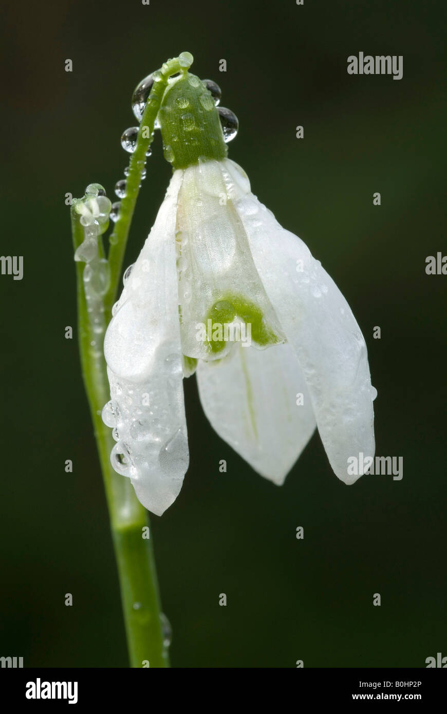 Snowdrop varieties hi-res stock photography and images - Alamy