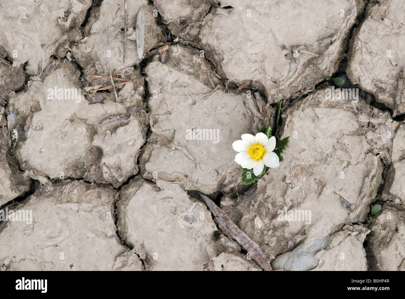 White Dryad or Mountain Avens (Dryas octopetala), Martinau, Lechtal ...