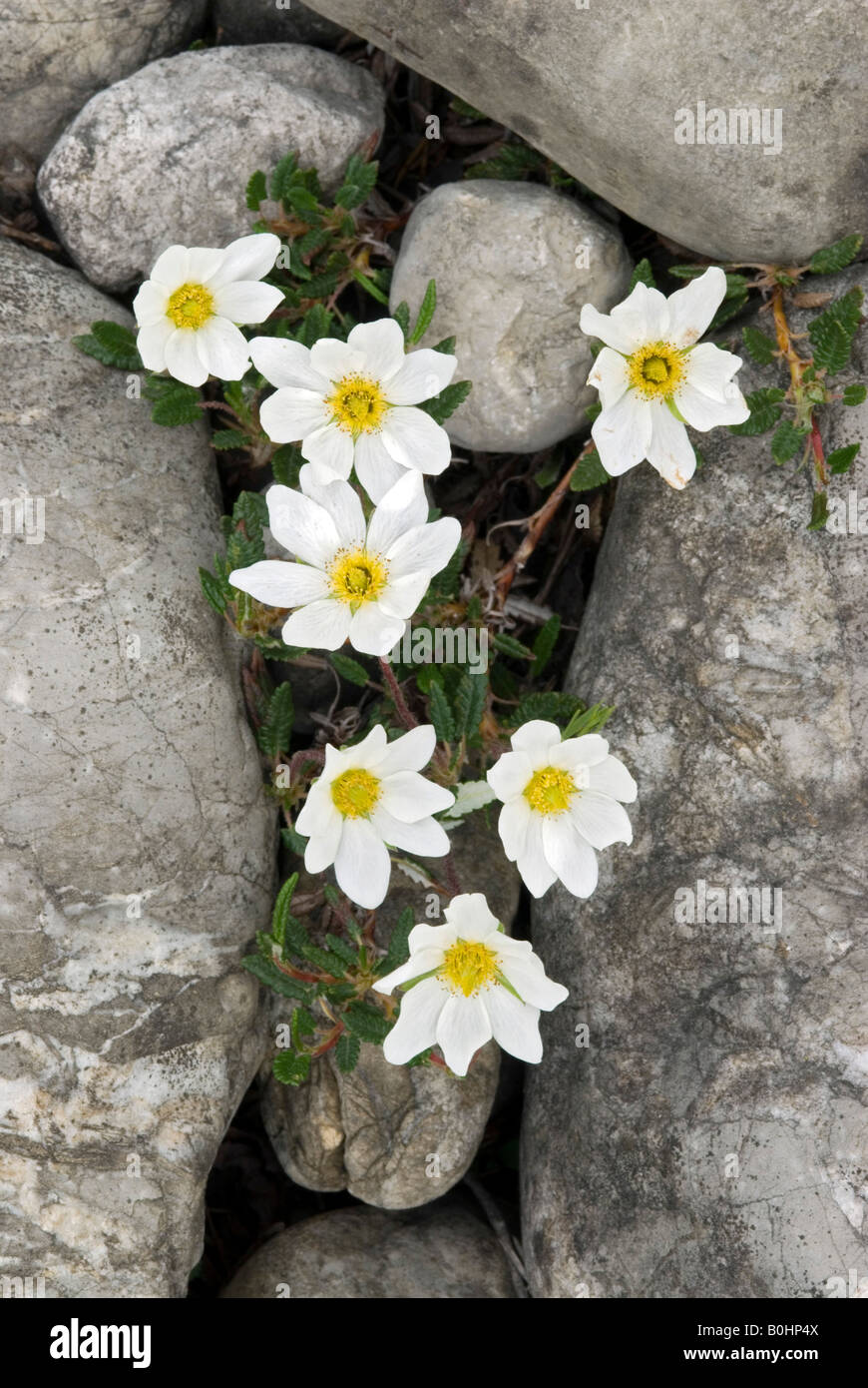 White Dryad or Mountain Avens (Dryas octopetala), Martinau, Lechtal ...