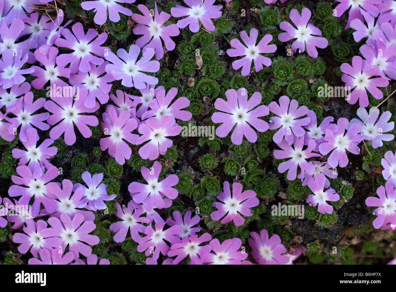 Least - or Alpine Primrose (Primula minima), Kellerjoch-Kuhmoeser ...