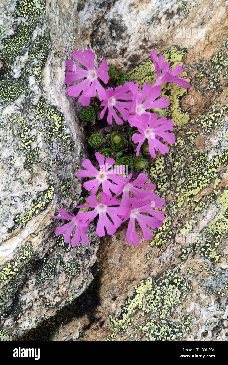 Least - or Alpine Primrose (Primula minima), Hohe Tauern National Park ...