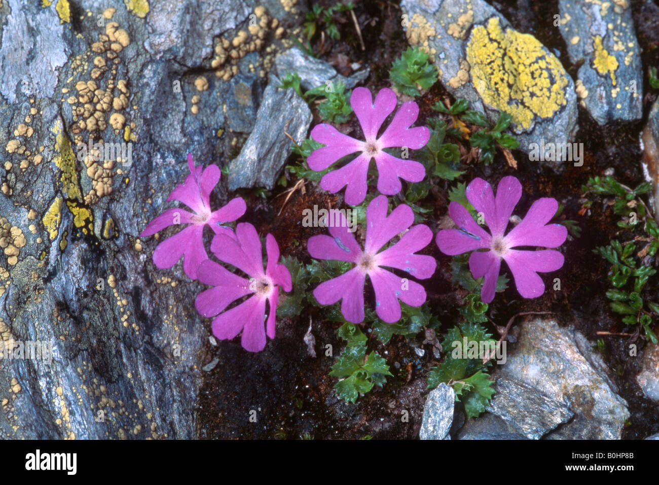 Primula minima primulaceae alpine hi-res stock photography and images ...