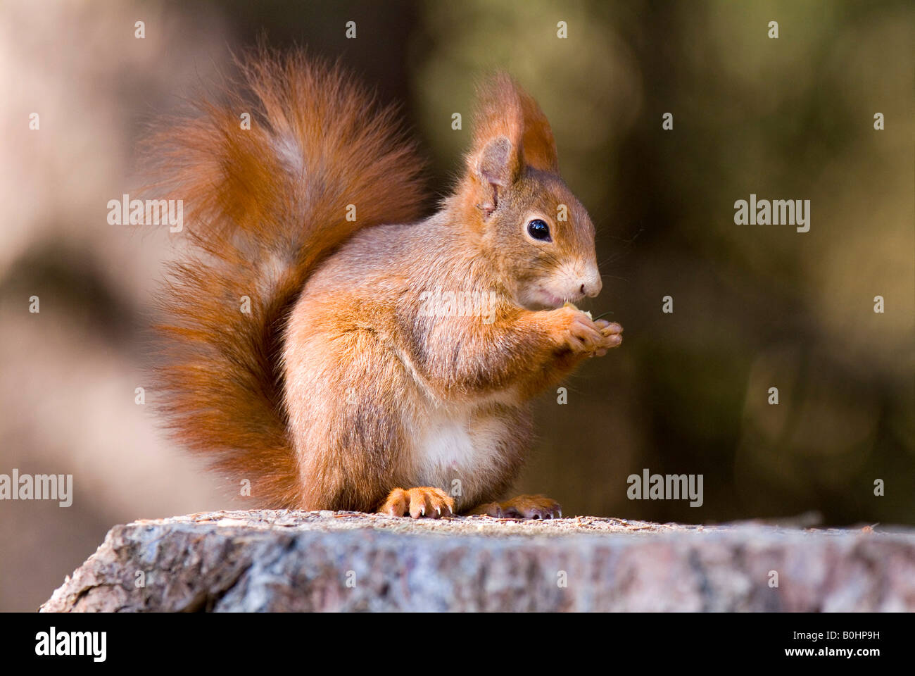 Eurasian Red Squirrel (Sciurus vulgaris), Lans, Tyrol, Austria, Europe ...