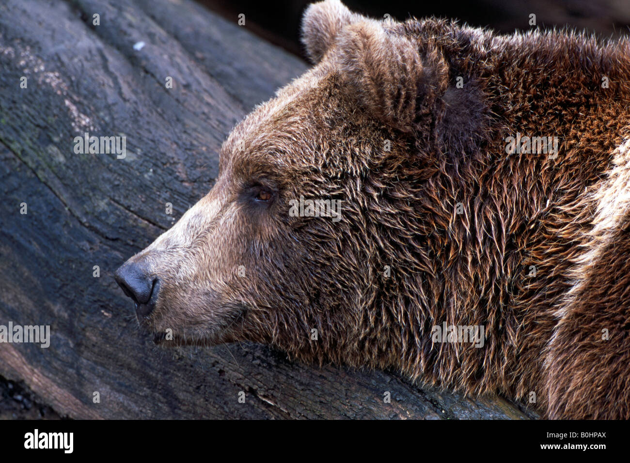 Brown Bear (Ursus arctos), Hellabrunn Zoo, Salzburg, Austria, Europe ...