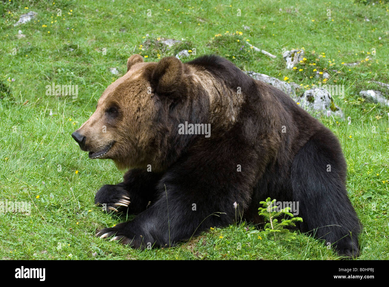 Brown Bear (Ursus arctos), Eng-alm alpine pasture, Karwendel Range ...