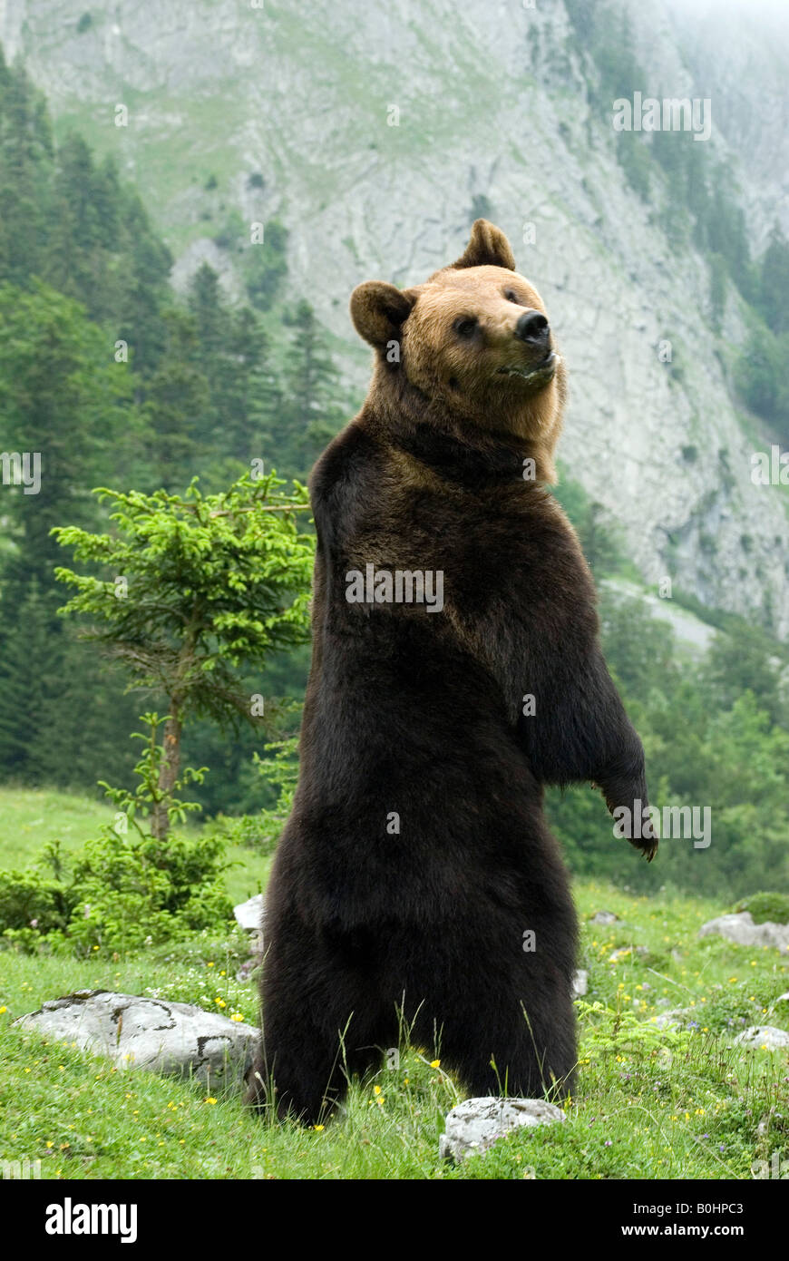 Brown Bear (Ursus arctos), Eng-Alm alpine pasture, Karwendel Range ...