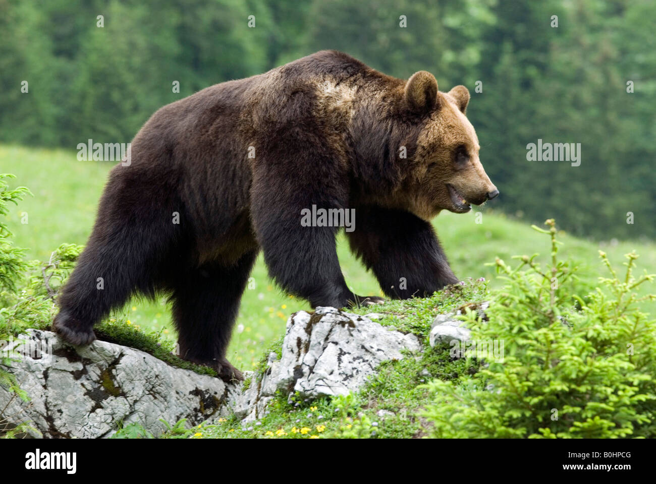 Brown Bear (Ursus arctos), Eng-Alm alpine pasture, Karwendel Range ...
