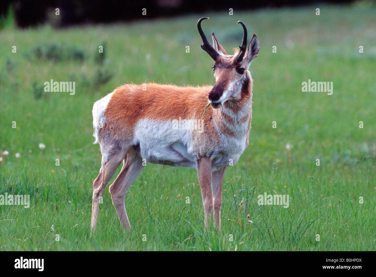 Pronghorn Antelope High Resolution Stock Photography and Images - Alamy
