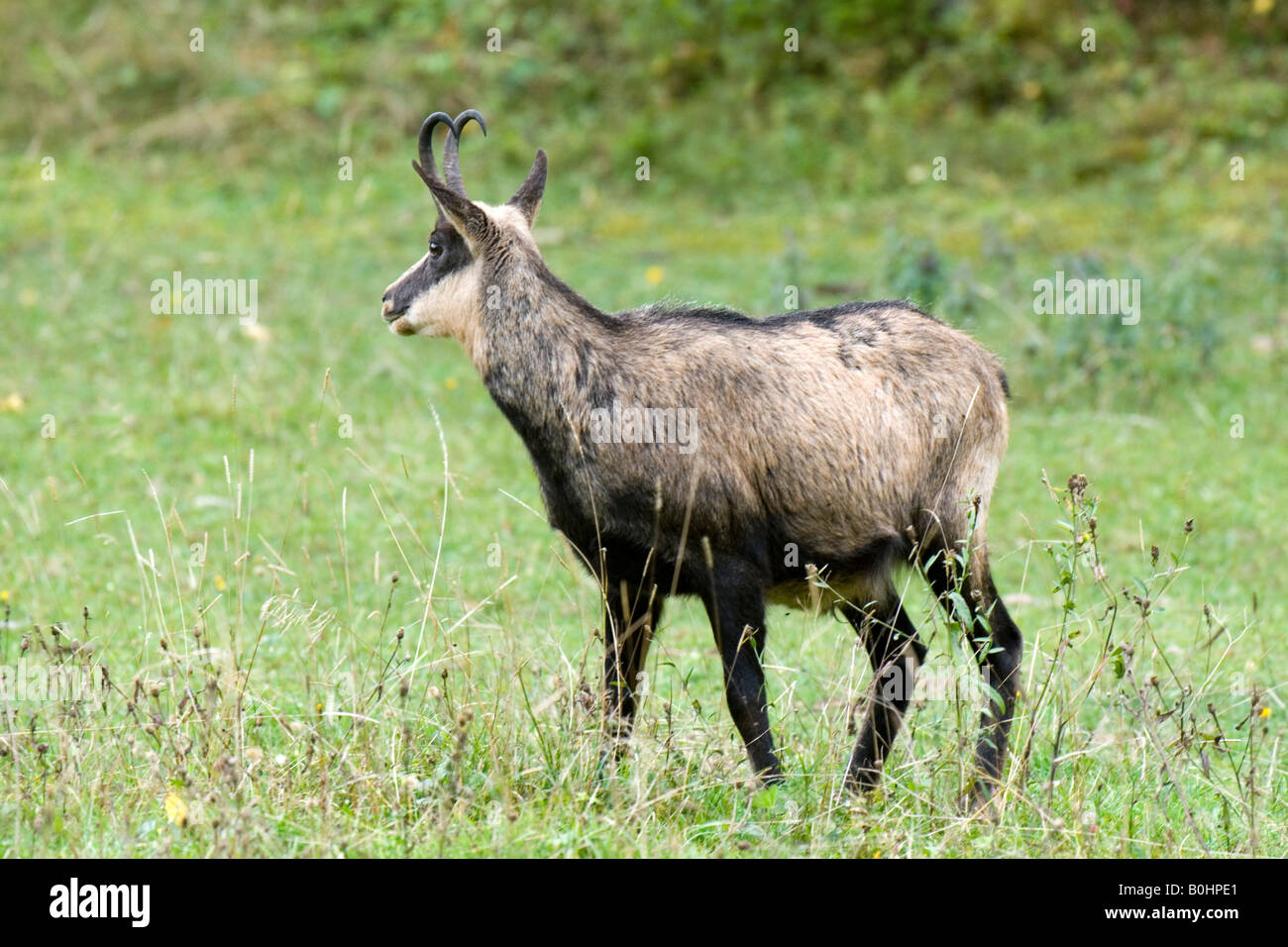 Chamois (Rupicapra rupicapra), Eng-Alm alpine pasture, Karwendel Range ...