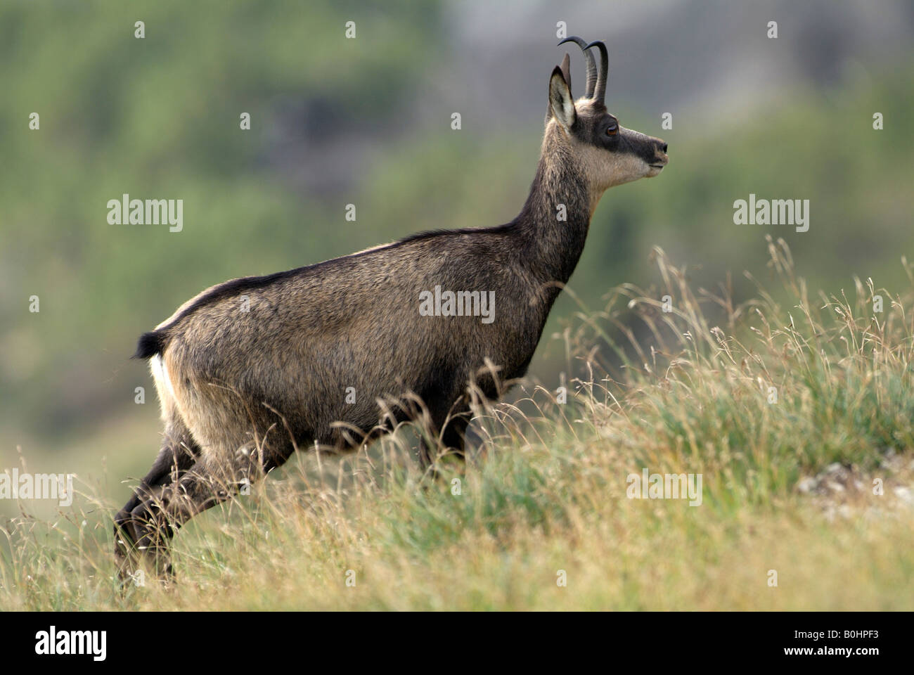 Chamois (Rupicapra rupicapra), Kelberg, Karwendel Range, Tyrol, Austria ...