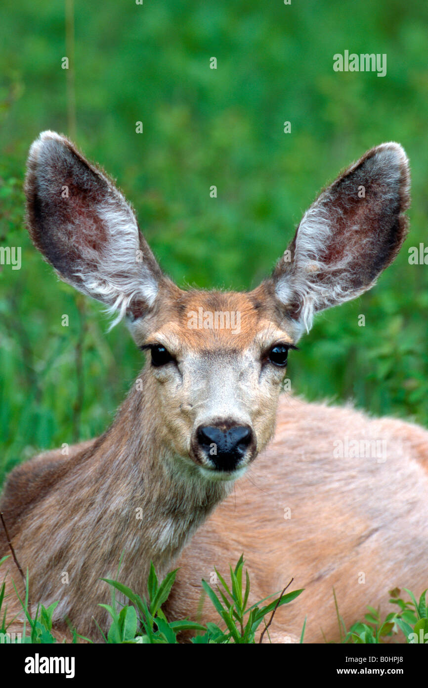 Amerikanischer maultierhirsch hi-res stock photography and images - Alamy