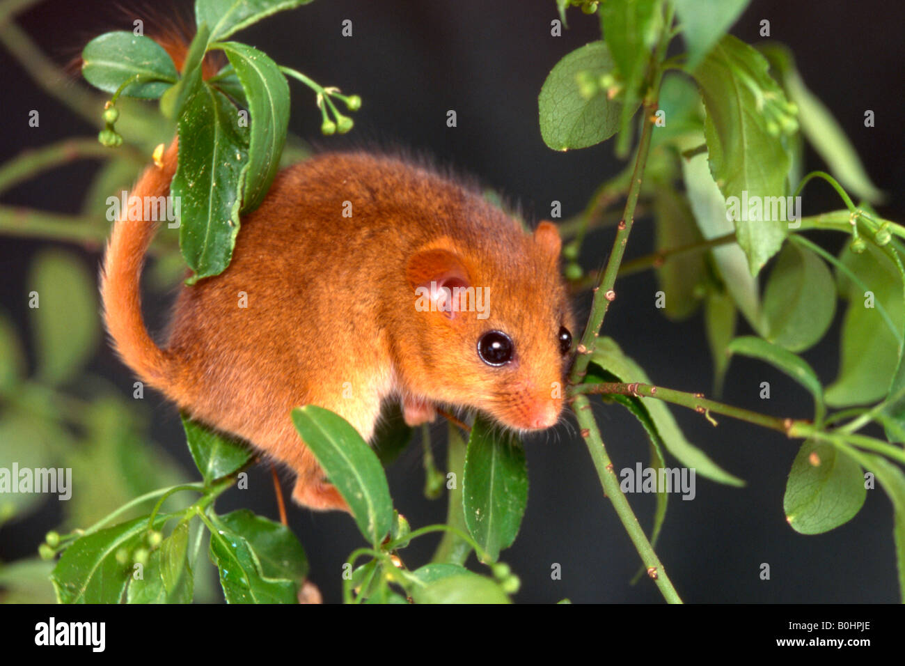 Dormouse hi-res stock photography and images - Alamy