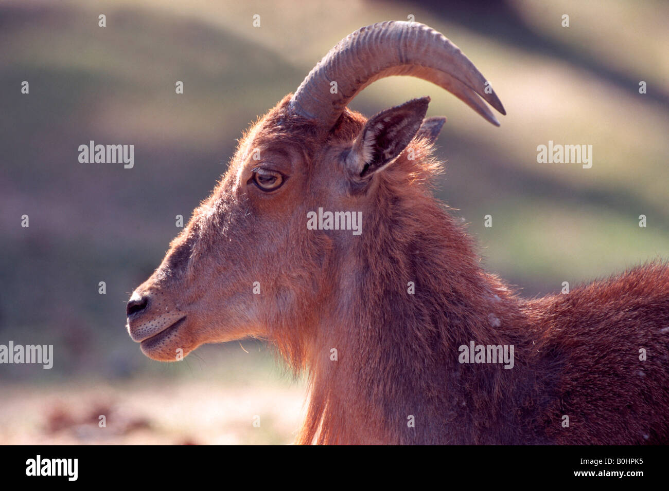 Indian tahr hemitragus gaenserndorf safari hi-res stock photography and ...